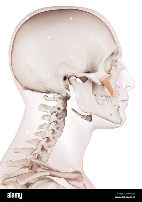 Medically Accurate Muscle Illustration Of The Zygomaticus Major Stock
