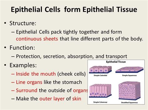 41 Epithelial Tissue Worksheet Anatomy Worksheet Master