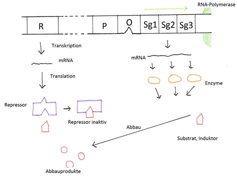 Genetik Genregulation Bei Prokaryoten Operon Modell