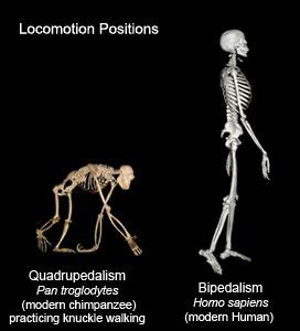 What Were Some Factors That Led To Hominid Bipedalism Micah Has Nelson