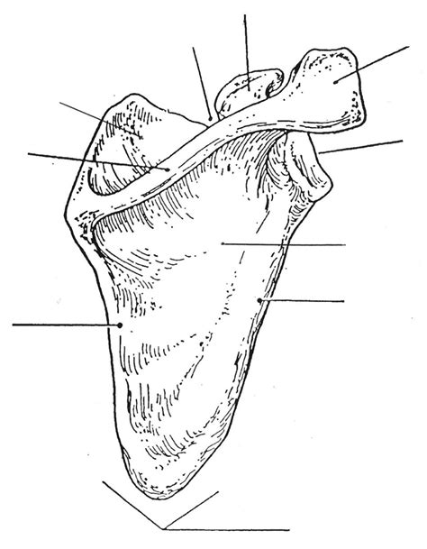 Scapula Diagram Quizlet
