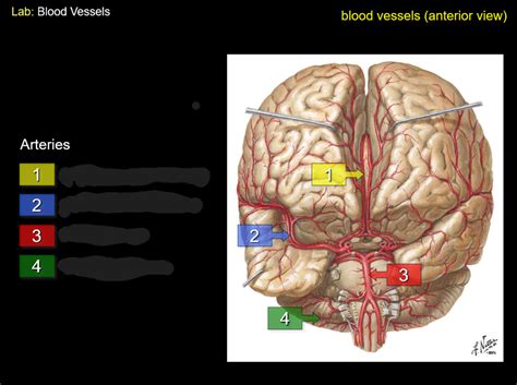 Arteries Of The Brain Diagram Quizlet