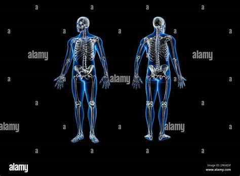 Xray Front And Back Views Of Full Human Skeleton With Male Body D