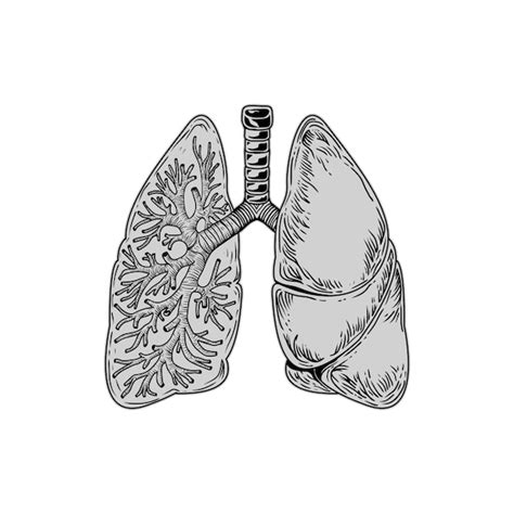 How To Draw A Real Lungs