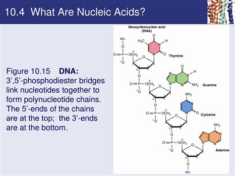 DIAGRAM Diagram Nucliec Acids MYDIAGRAM ONLINE