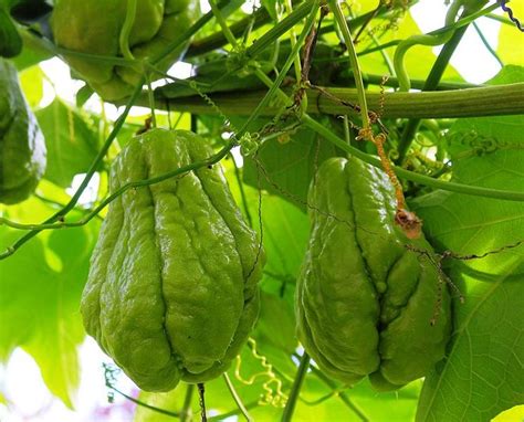 Propiedades Del Chayote Papa Del Aire Chayotes Chayote Beneficios