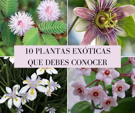 Las 10 plantas más exóticas y sorprendentes del planeta Plantasmanía