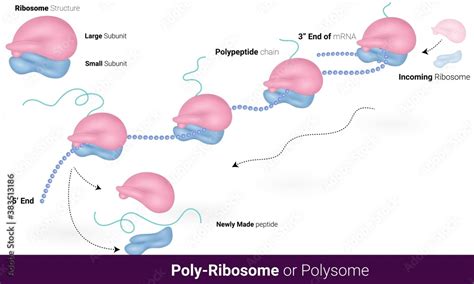 Structure Of Polysome And Stages Polyribosome Mechanism Vector