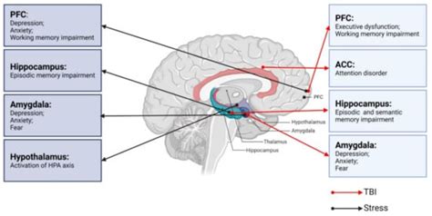 Neurobiological Links Between Stress And Traumatic Brain Injury