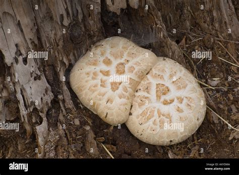 Large White Mushroom Fungus Growing On Tree Stump In Forest At Kiva