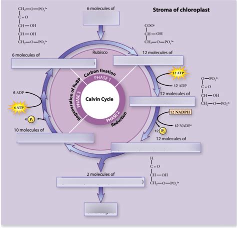 The Calvin Cycle Diagram Quizlet