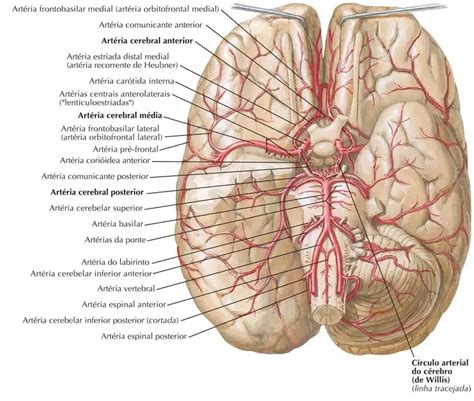 Tronco encefálico Anatomia papel e caneta