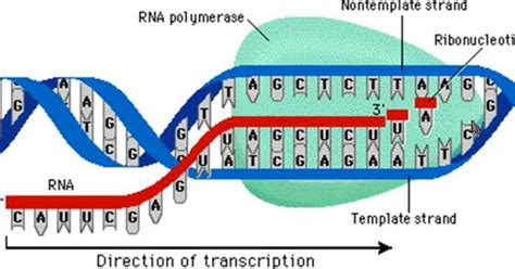 Phiên mã Sinh Học Phân Tử