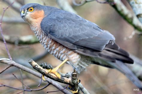 Sparrowhawk Male Sparrowhawk Male Iom Uk Bill Schofield