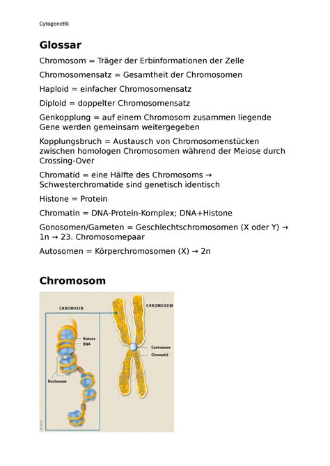 Cytogenetik Zusammenfassung Glossar Chromosom Tr Ger Der
