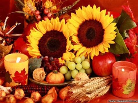 Pumpkin And Fall Flower At Thanksgiving Floral HD Wallpaper Pxfuel