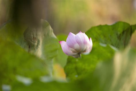 Lotus Flower Pink Free Photo On Pixabay Pixabay