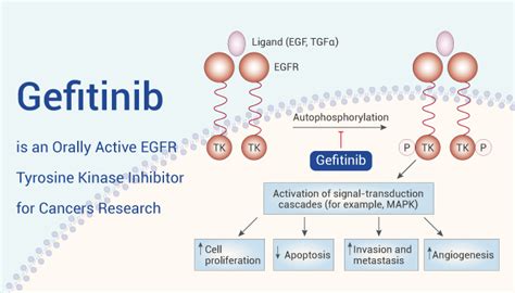 Gefitinib Is An Orally Active EGFR Tyrosine Kinase Inhibitor For