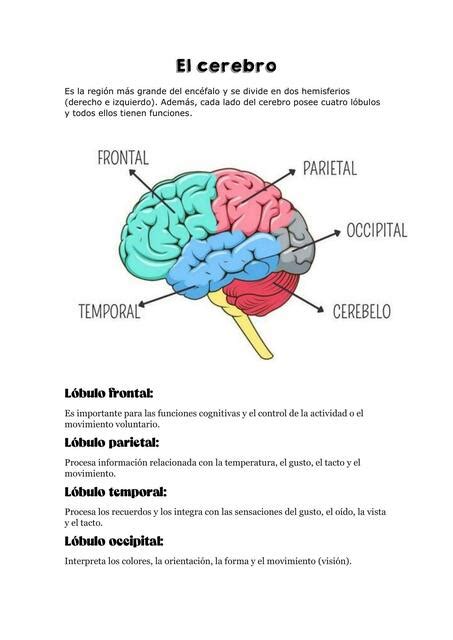 El Cerebro Génesis Sánchez uDocz