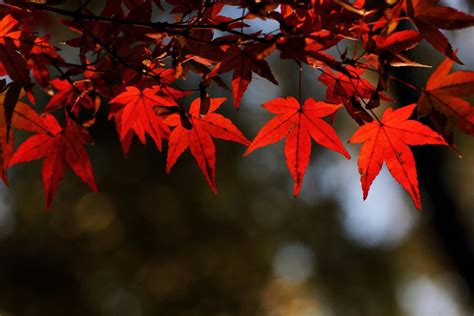 Best Autumn Spots In Tokyo Best Place To See Autumn Leaves In Tokyo