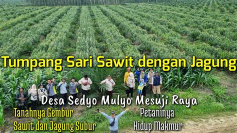 Tumpang Sari Sawit Dengan Jagung Tanahnya Gembur Sawit Dan Jagungnya