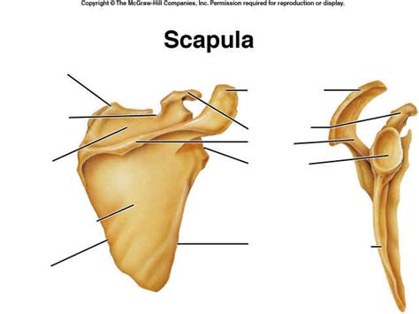 Scapula Bone Markings Diagram Quizlet