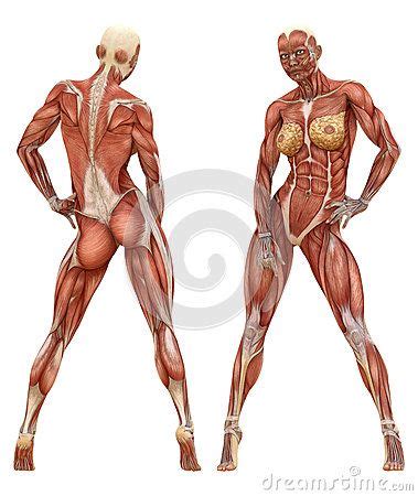 19 Menschen Zeichnen Ideen Menschen Zeichnen Anatomie Zeichnung