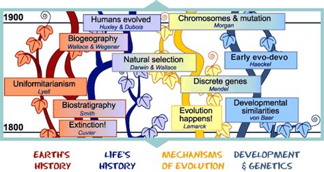 History Of Evolutionary Thought Evolution