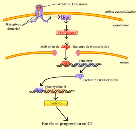 La R Gulation Du Cycle Cellulaire Planet Vie