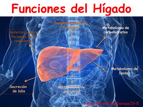 Portafolio de evidencia de la materia de fisiología básica Funciones