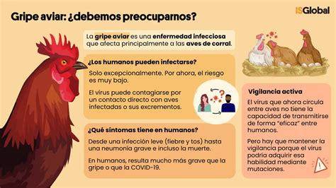 Signos Y Síntomas De La Gripe Aviar En Aves Loros Y Guacamayos