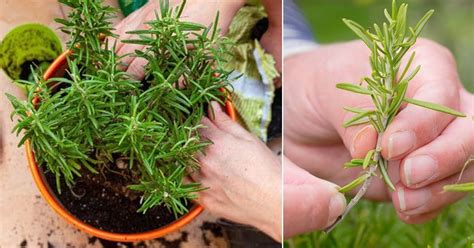 Cómo cultivar romero a partir de esquejes en agua y trasplantarlos a
