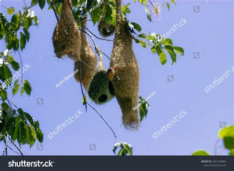 Baya Weaver Ploceus Philippinus Weaverbird Found Stock Photo 1601254885