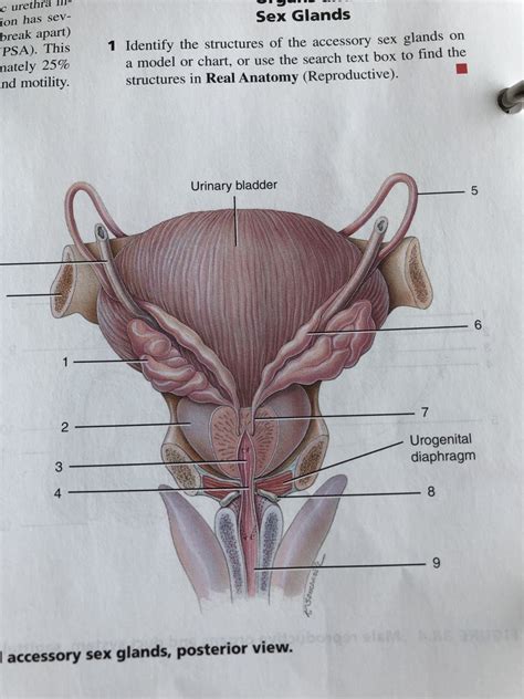 Figure Male Reproductive Organs And Accessory Sex Glands Diagram