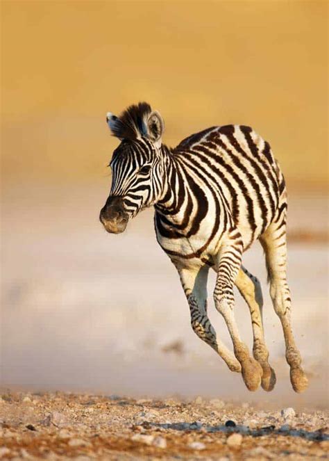 Zebras In Africa Running