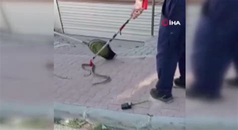 Sokak ortasında görülen yılan korku dolu anlar yaşattı Hayvanlar