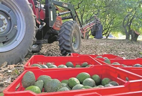 EU suspende importación de aguacate por amenaza de muerte