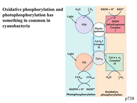 PPT Similarities Between Photophosphorylation And Oxidative