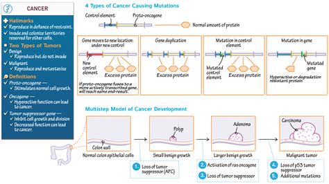 Immunology Microbiology Cancer Mutations Model Of Development
