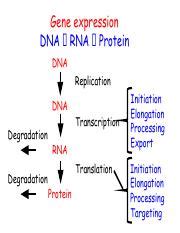 The Basics Of Gene Expression DNA RNA And Protein Synthesis Course