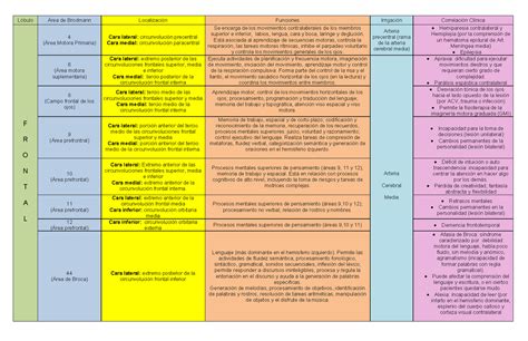 Areas De Brodmann Reas Funcionales Del Cerebro Warning Tt