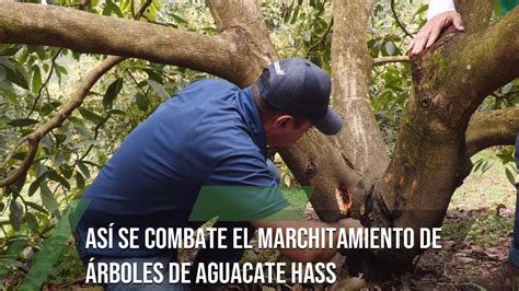 Así se combate el marchitamiento de árboles de aguacate hass TvAgro