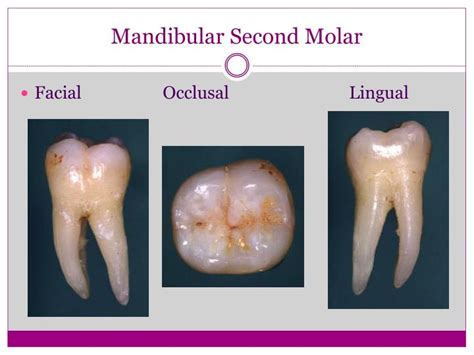 PPT Tooth Histology And Morphology PowerPoint Presentation ID 1862938