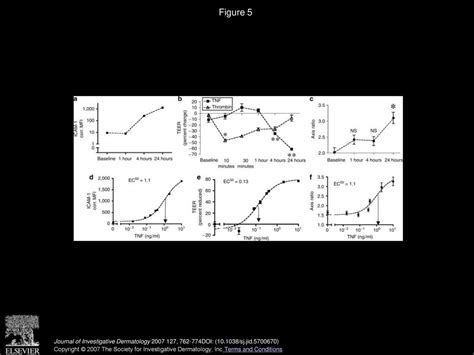 Increased Icam Expression Causes Endothelial Cell Leakiness