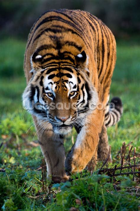 Siberian Tiger Wallpapers K Hd Siberian Tiger Backgrounds On