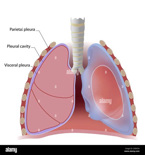 Cavidad Pleural Fotos E Imagenes De Stock Alamy Images The Best Porn
