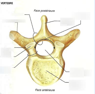 Vert Bres Diagram Quizlet
