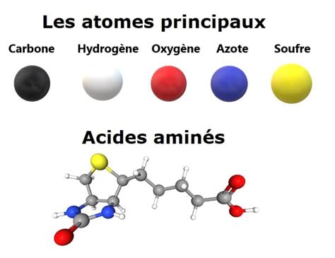 les atomes principaux et acides aminés de la biochimie organique