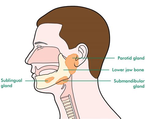 Salivary Glands Labeled Diagram