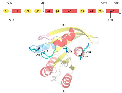 Molecules Free Full Text Computer Aided Drug Design Boosts Ras